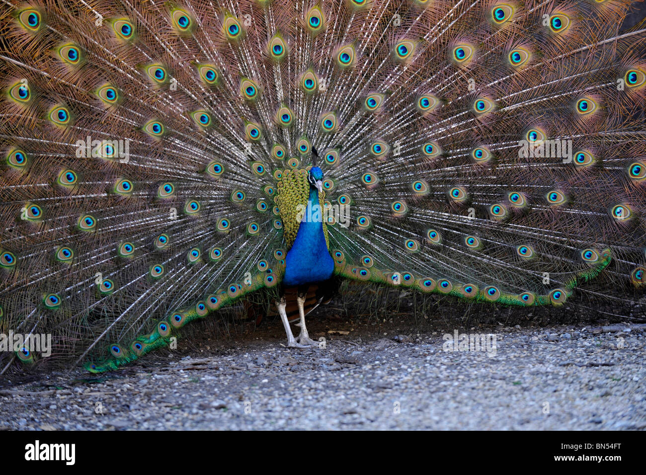 Fan tail display hi-res stock photography and images - Alamy