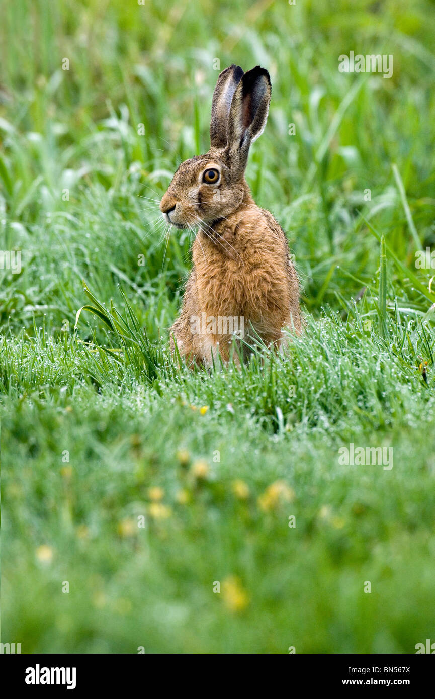 Uk spring hare hi-res stock photography and images - Alamy