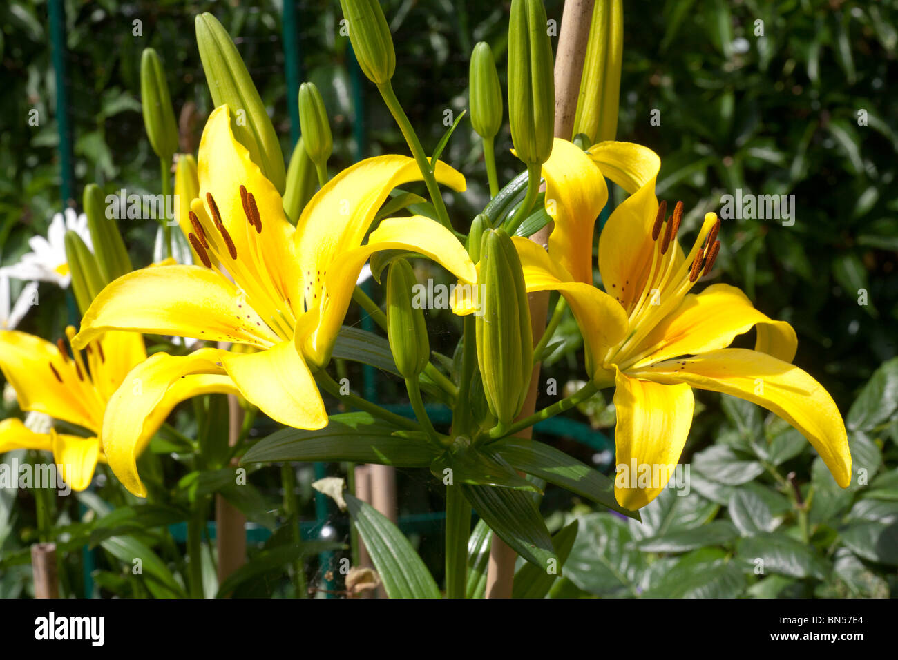 Lilies do hi-res stock photography and images - Alamy