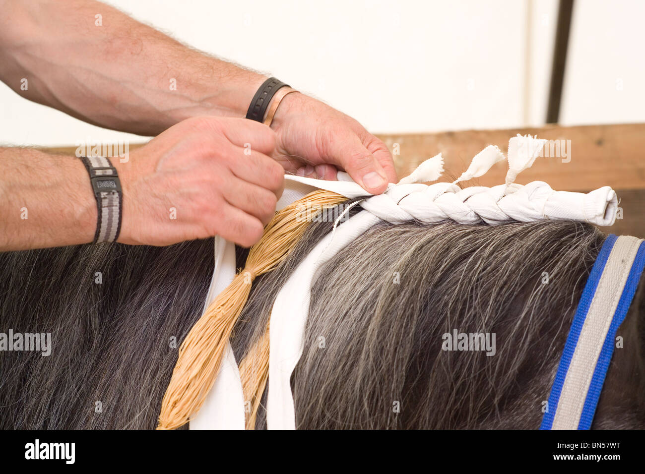 Traditional Dressing of Shire horse mane in preparation for horse shoe ...