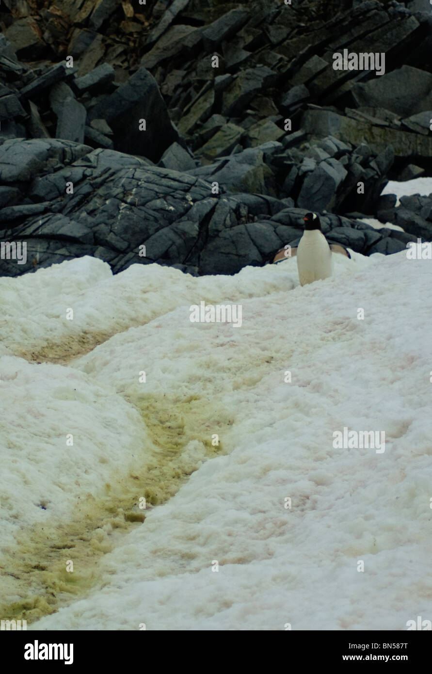 Penguin highway hi-res stock photography and images - Alamy