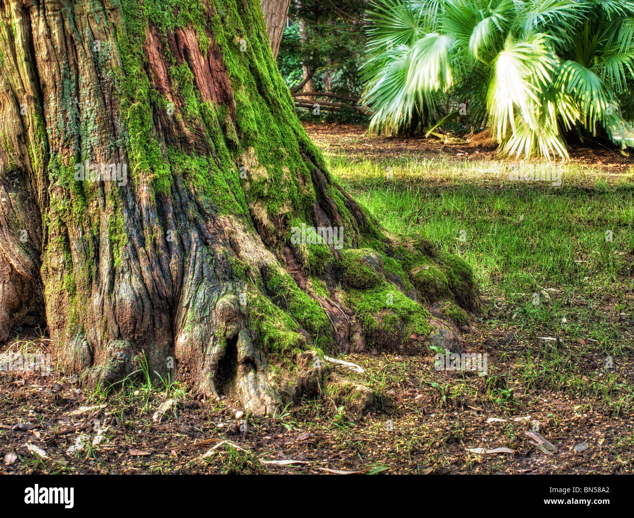 Detail from an old forest somewhere on Earth Stock Photo - Alamy