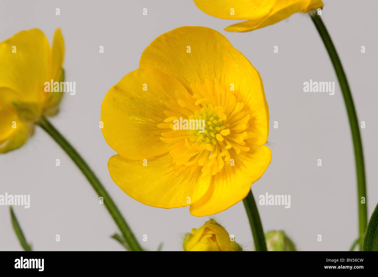 Creeping buttercup (Ranunculus repens) flowers against a white ...