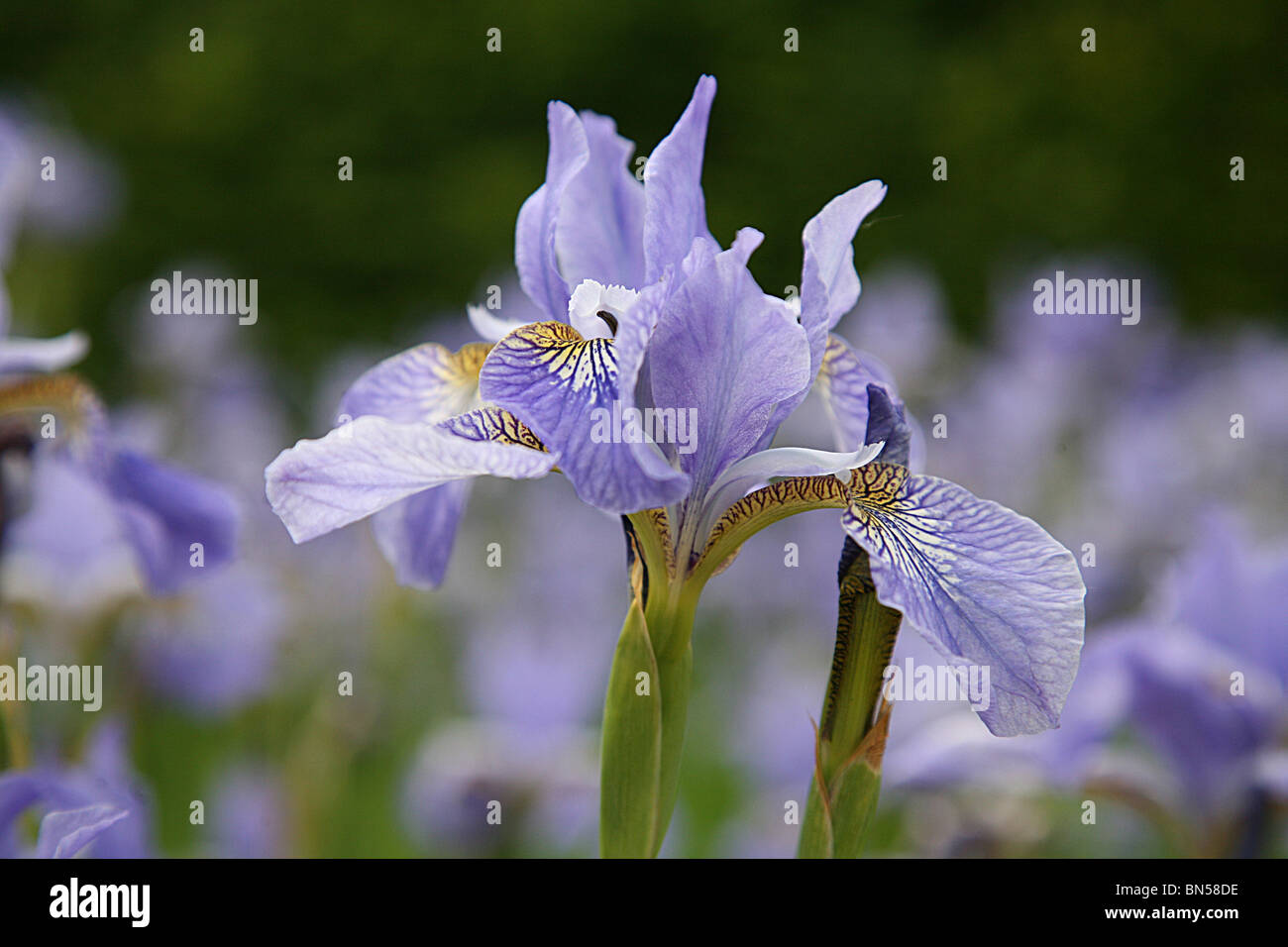 Blue flag iris hi-res stock photography and images - Alamy
