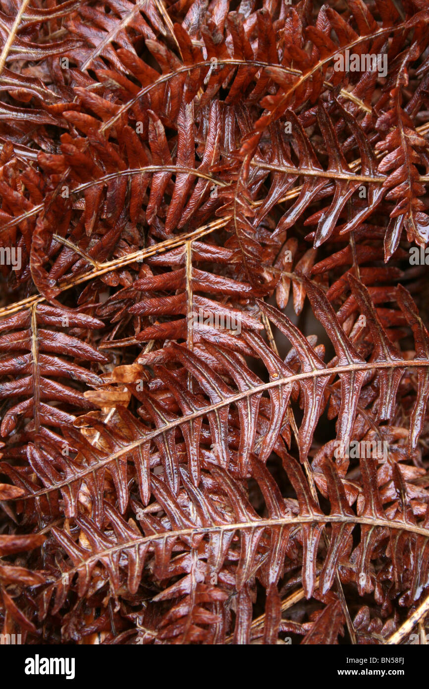 Dead perennials hi-res stock photography and images - Alamy