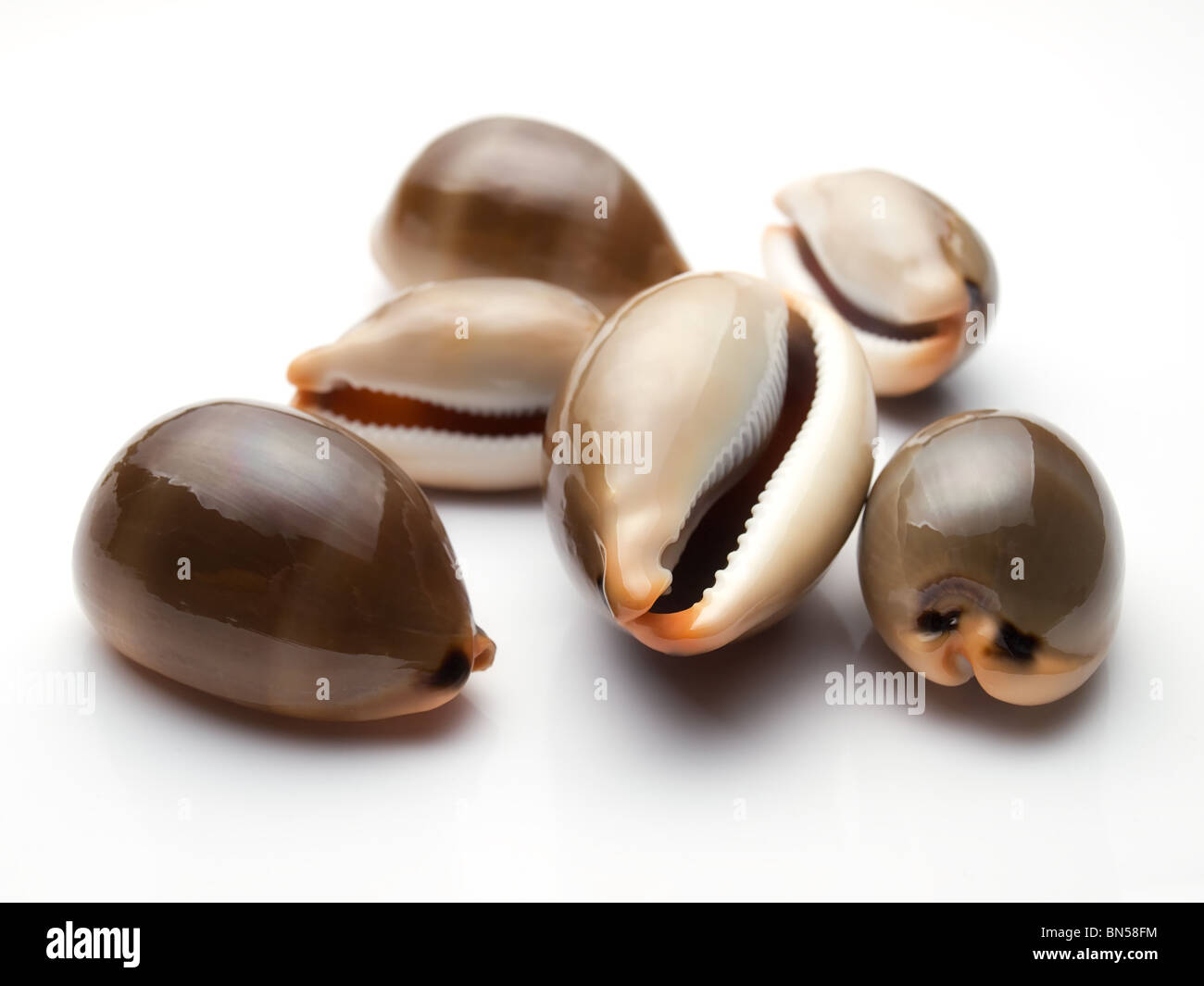 Shells of sea snails on a white background Stock Photo - Alamy