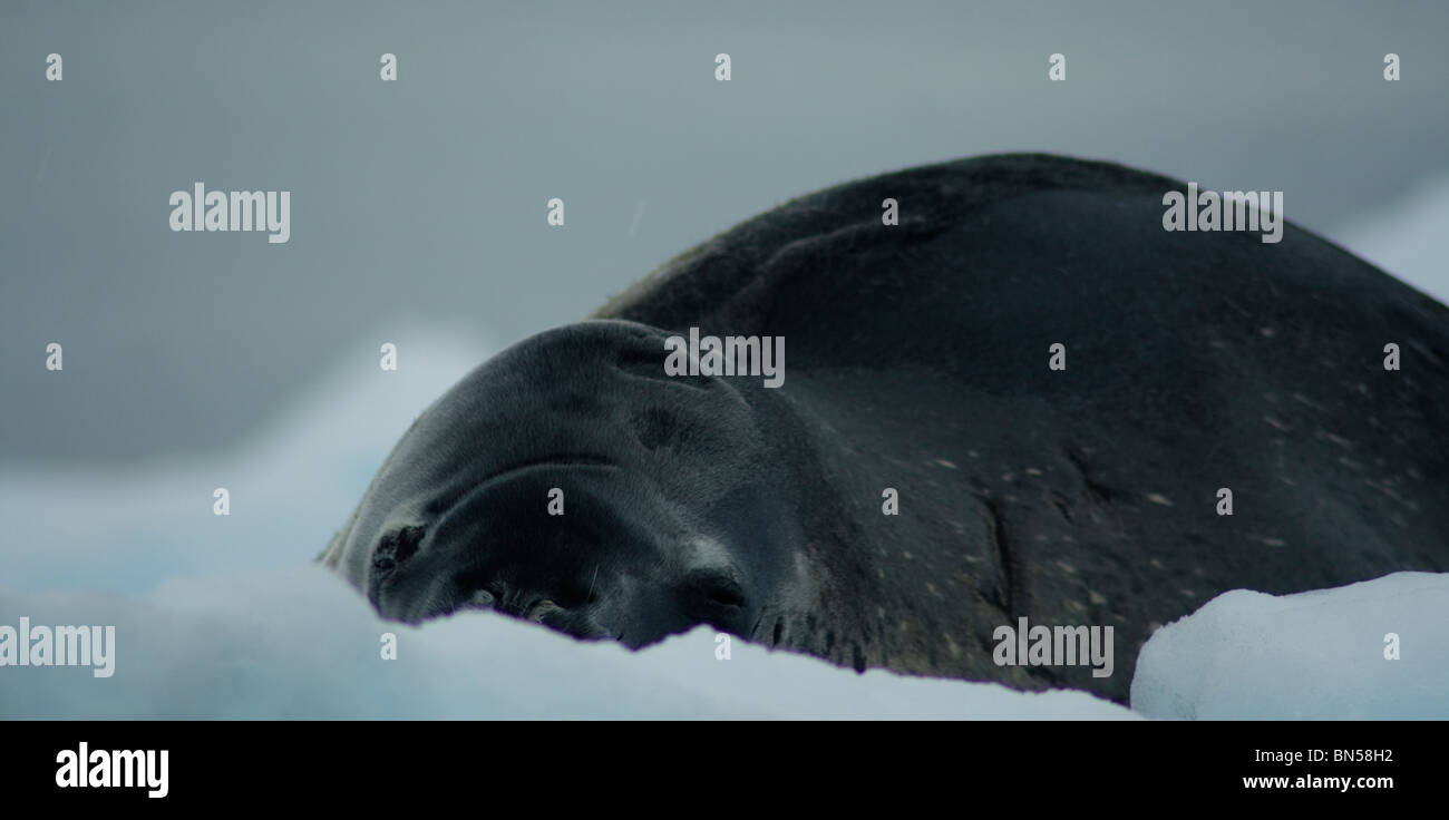 Leopard seal image hi-res stock photography and images - Alamy