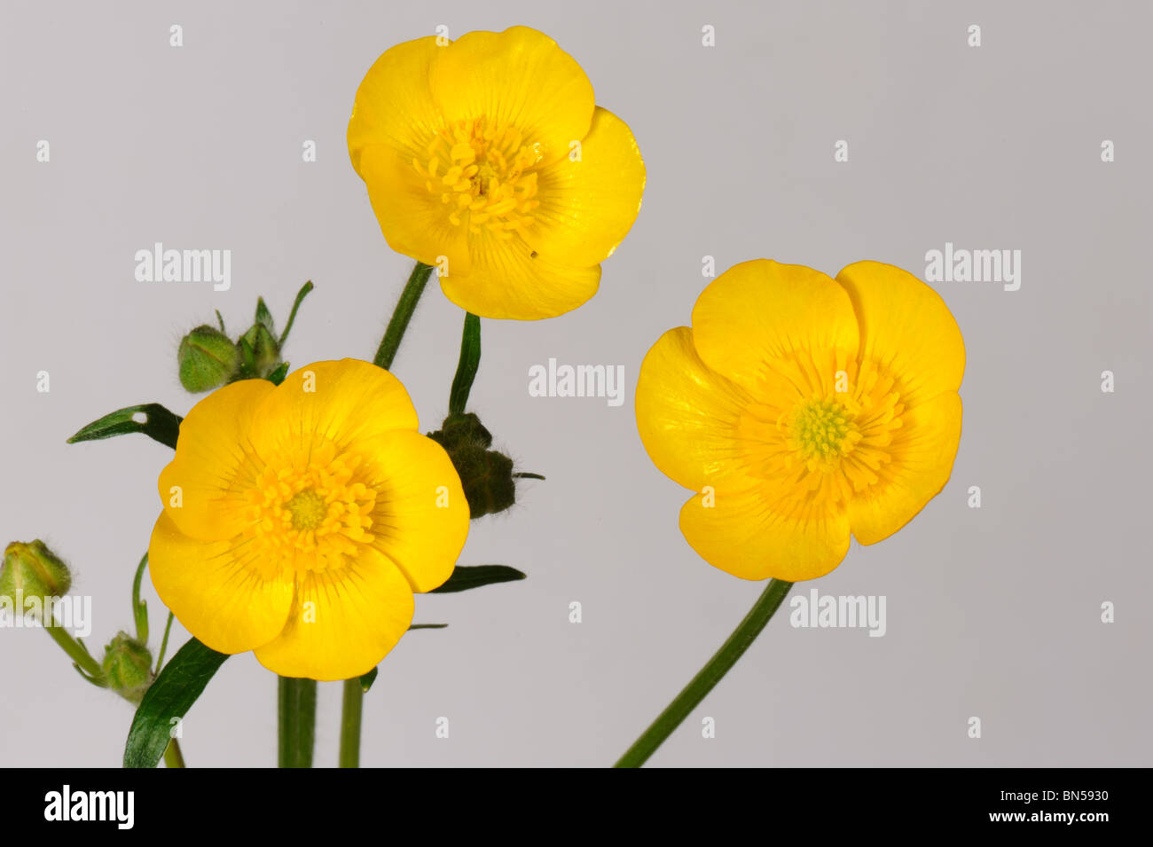 Creeping buttercup (Ranunculus repens) flowers against a white ...