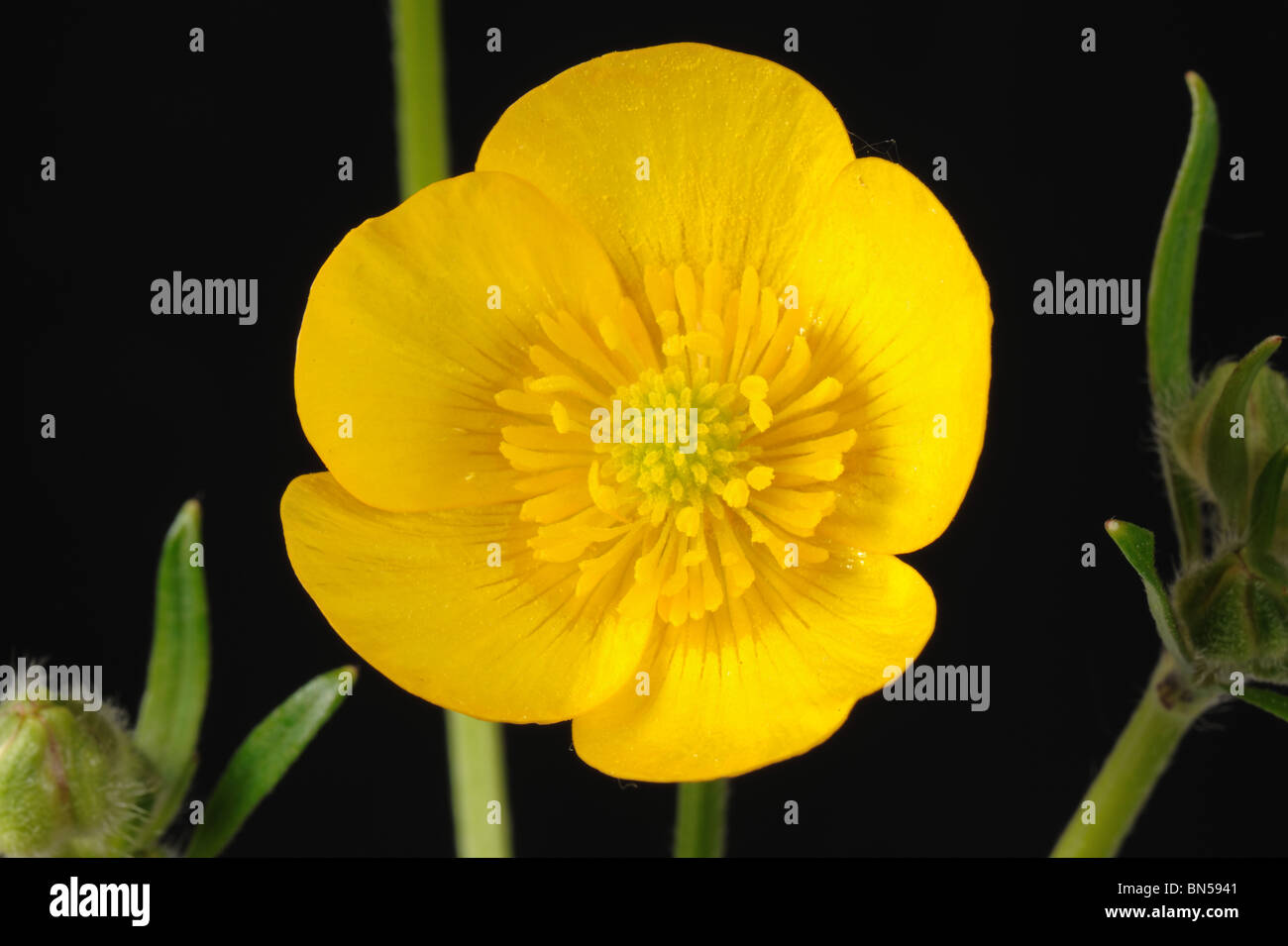 Creeping buttercup (Ranunculus repens) flowers against a white ...