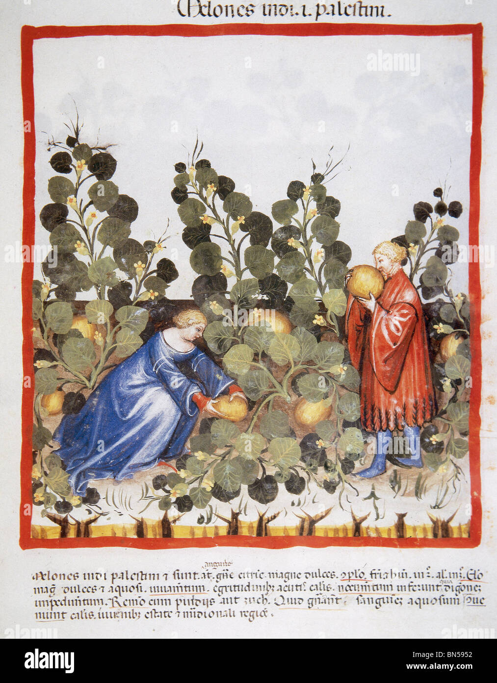 Tacuinum Sanitatis. Farmers picking melons Stock Photo - Alamy