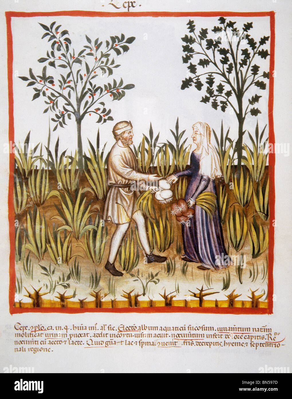 Medieval peasants farming hi-res stock photography and images - Alamy