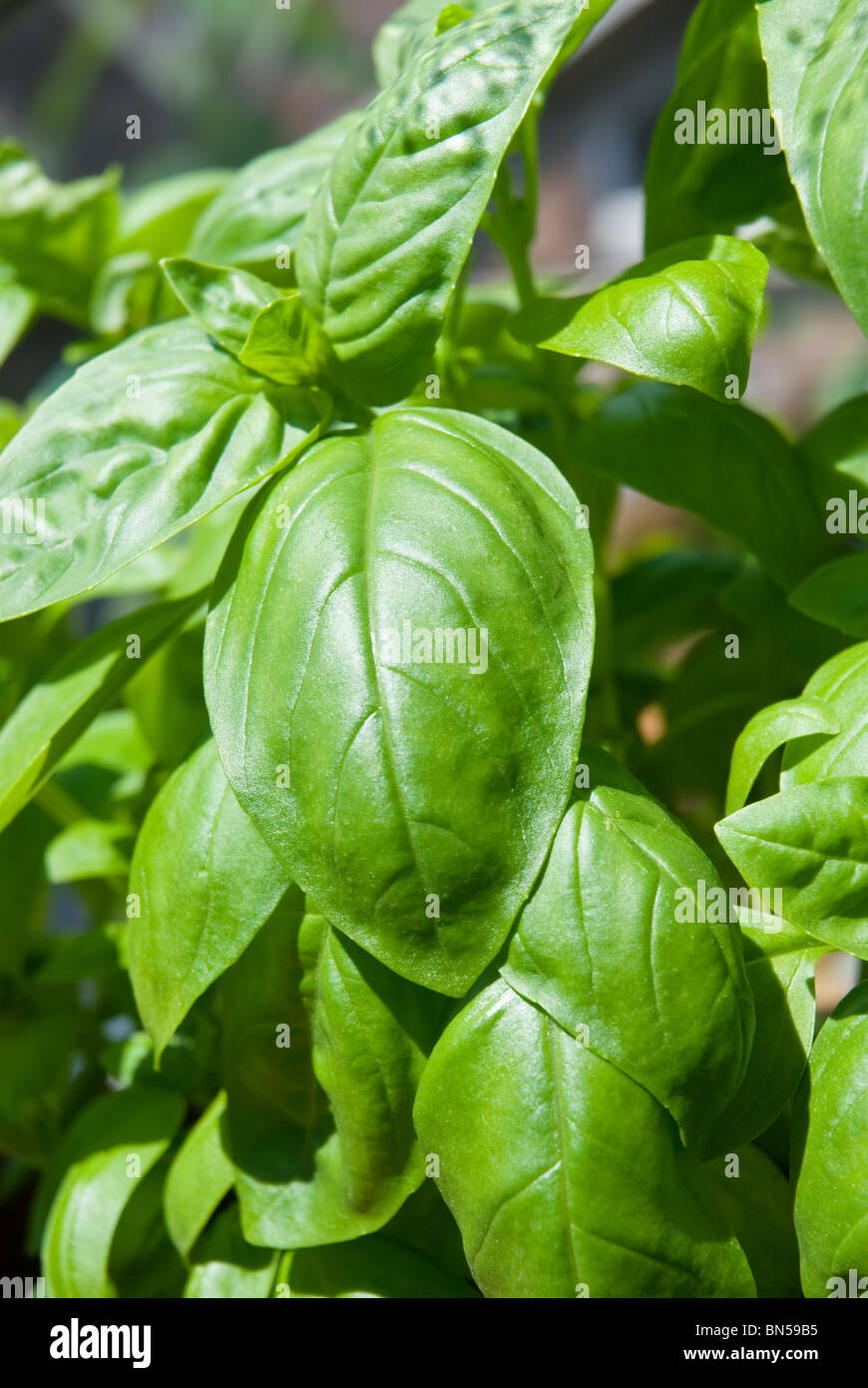 Basil plant, Ocimum basilicum Stock Photo - Alamy