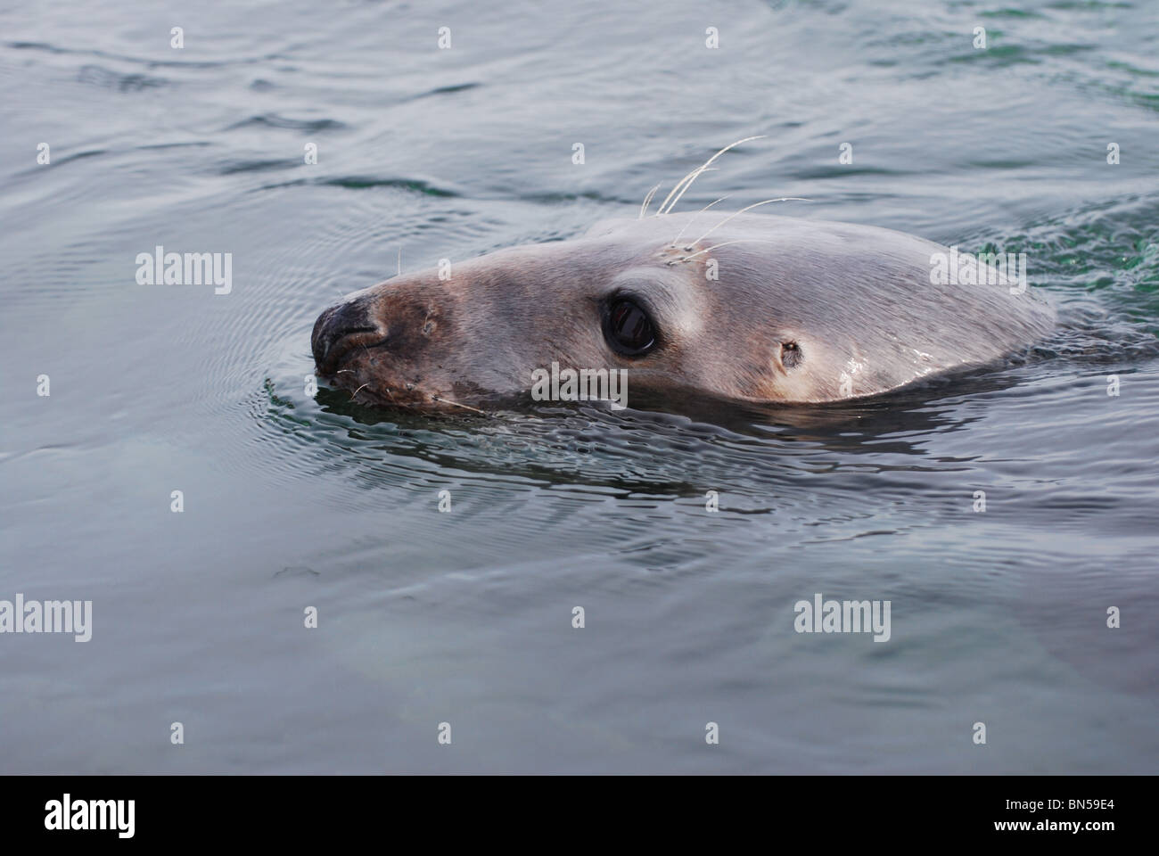Grey seal in Cornwall Stock Photo - Alamy