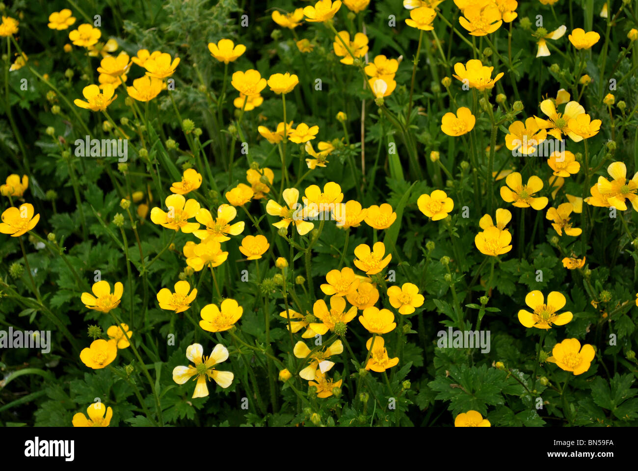 butter cups background Stock Photo - Alamy