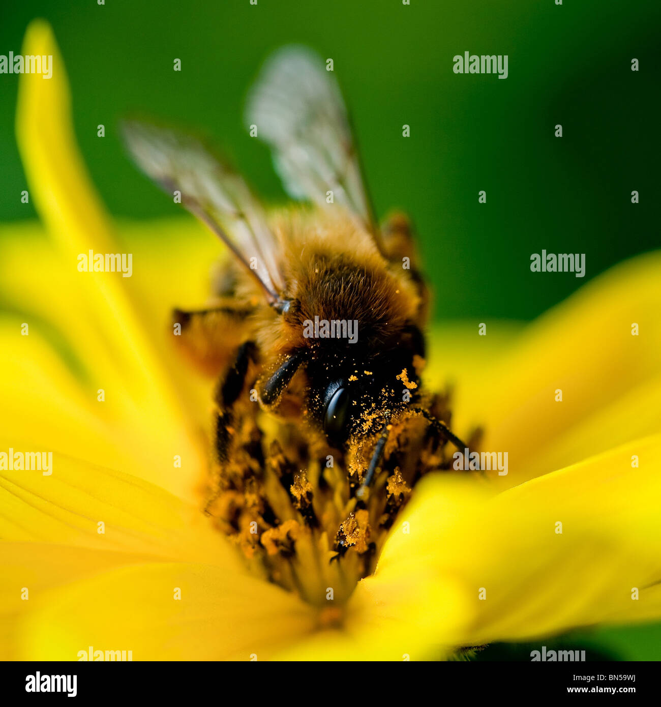 Close up honey bee collects hi-res stock photography and images - Alamy
