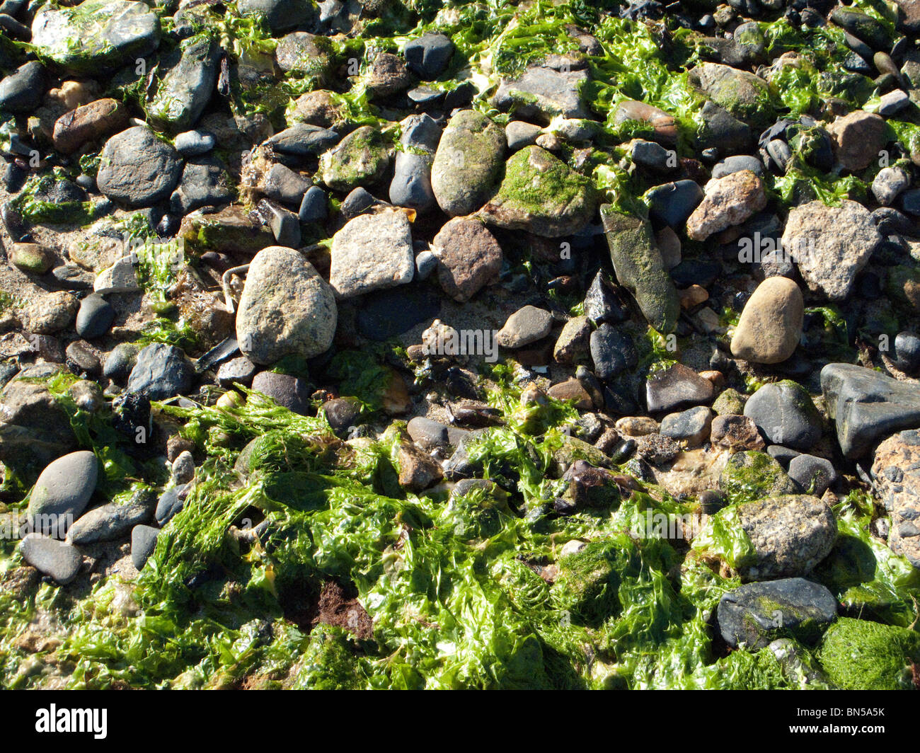 Seaweed rocks hi-res stock photography and images - Alamy