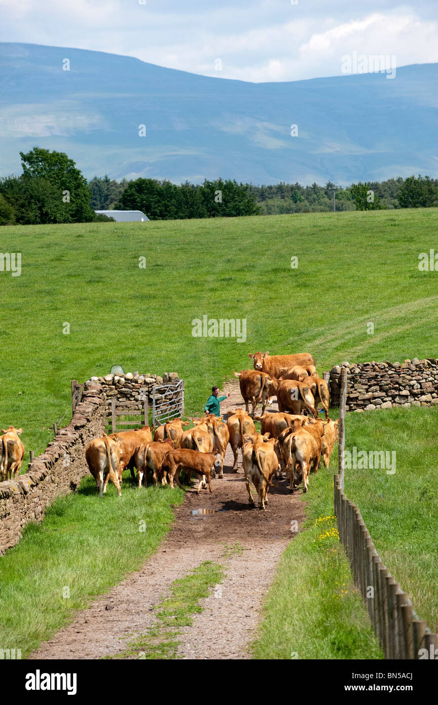 Walking down a farm track hi-res stock photography and images - Alamy