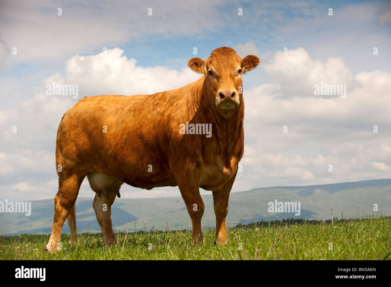 Limousin cattle hi-res stock photography and images - Alamy