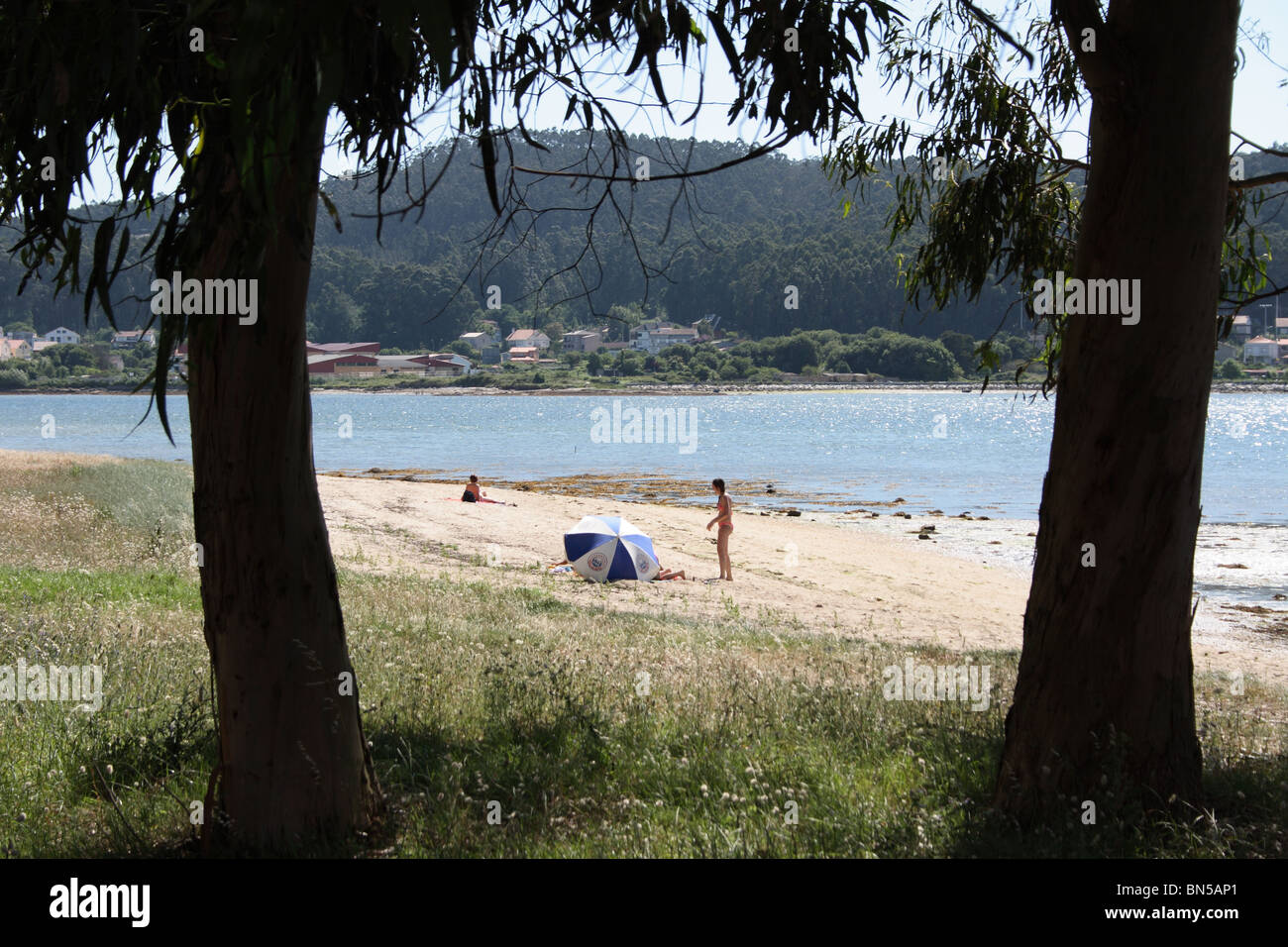 View through trees to beach on La Toja, (A Toxa in Galego) Island, Rias ...
