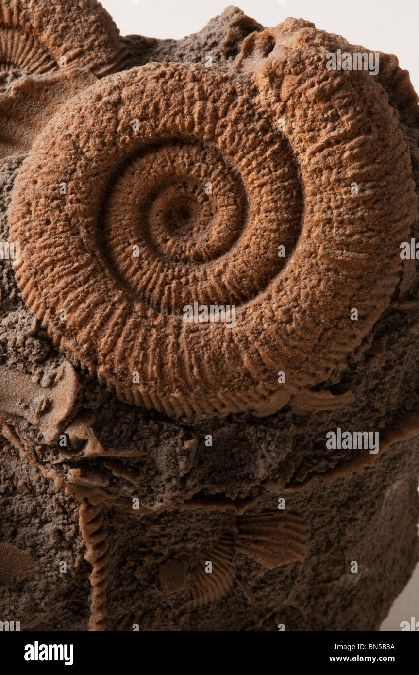 Ammonite ammonites fossil fossils hi-res stock photography and images ...