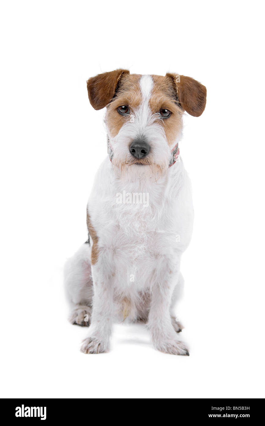 jack russel terrier dog on a white background Stock Photo - Alamy