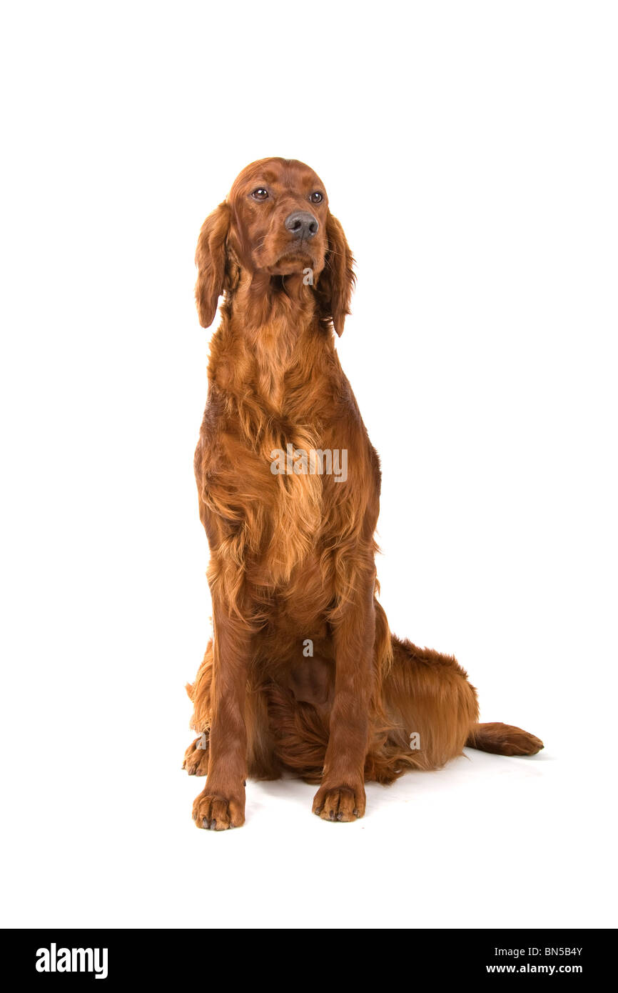 dog in front of a white background Stock Photo - Alamy