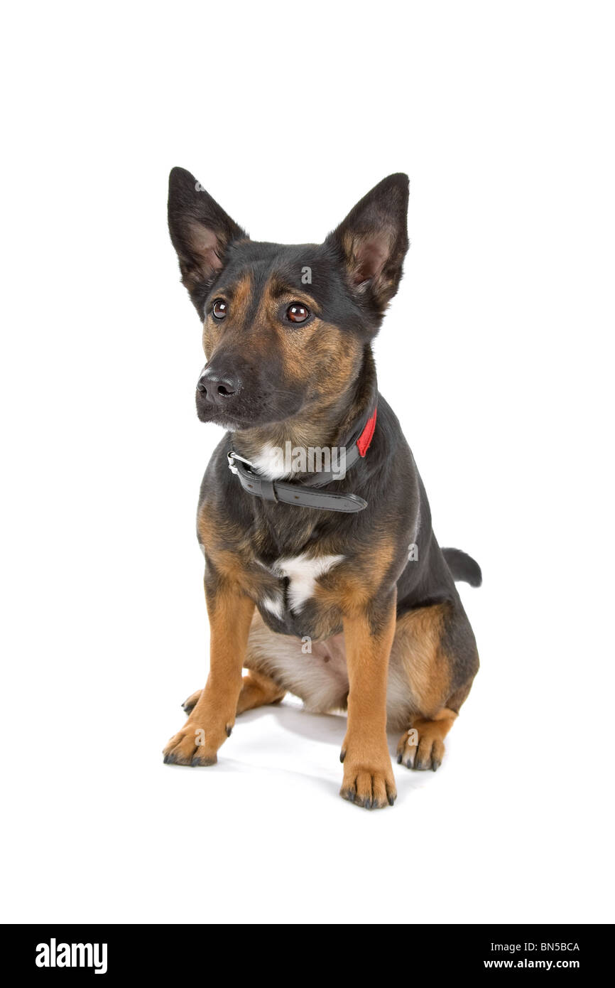 mixed breed dog isolated Stock Photo - Alamy