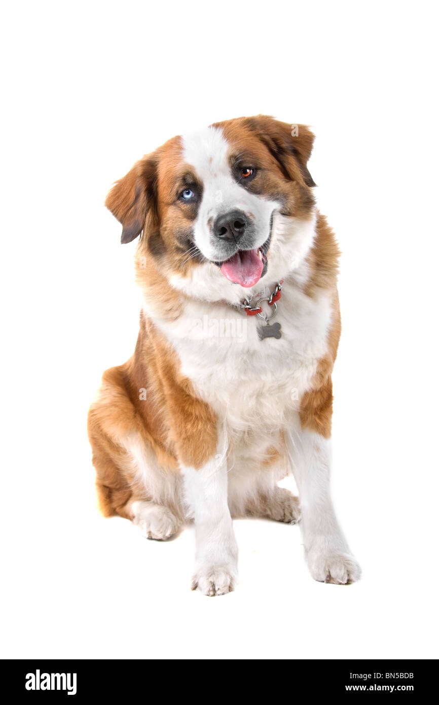 mixed breed dog isolated Stock Photo - Alamy