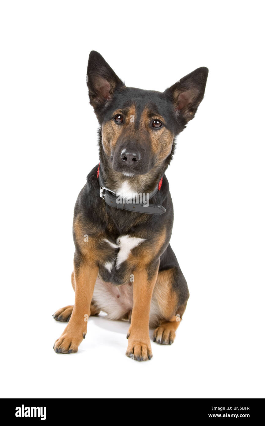 mixed breed dog isolated Stock Photo - Alamy