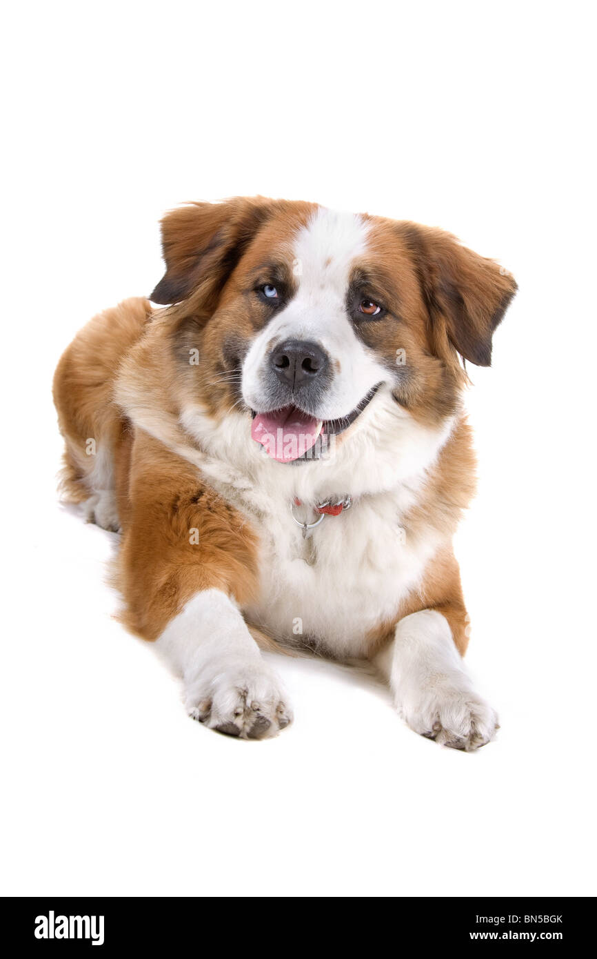 mixed breed dog isolated Stock Photo - Alamy