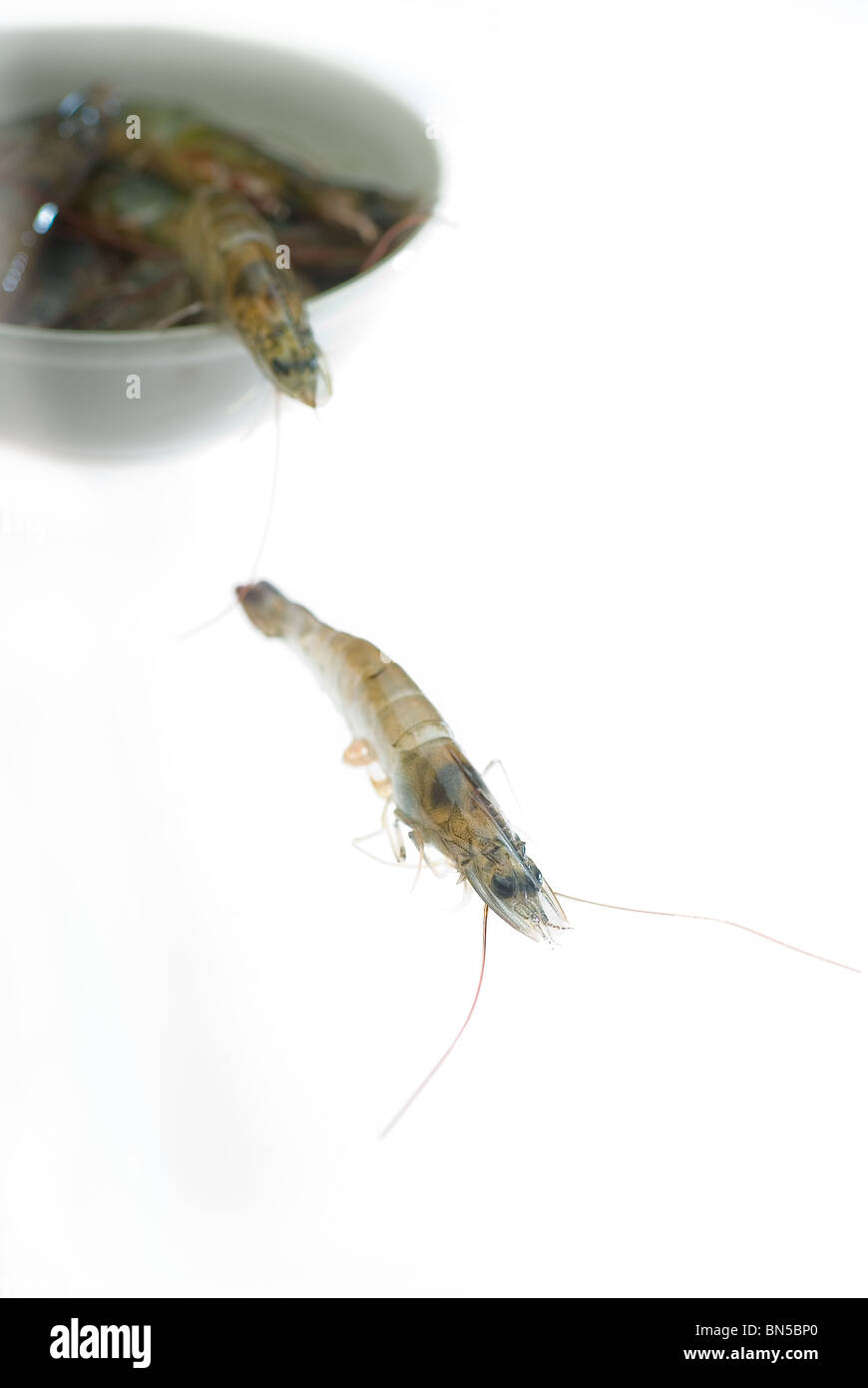 raw fresh alive shrimps on a bowl over white background Stock Photo - Alamy