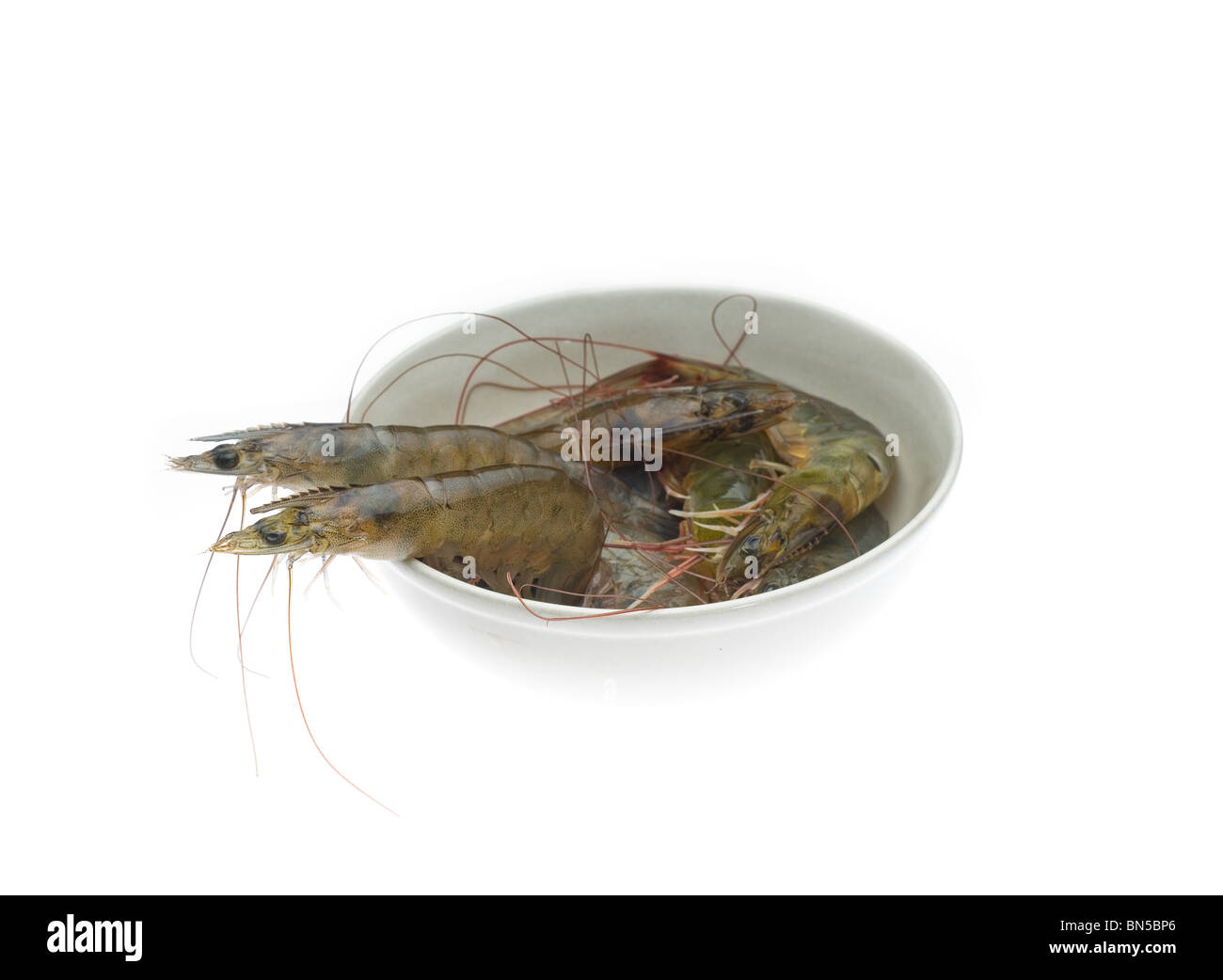 raw fresh alive shrimps on a bowl over white background Stock Photo - Alamy