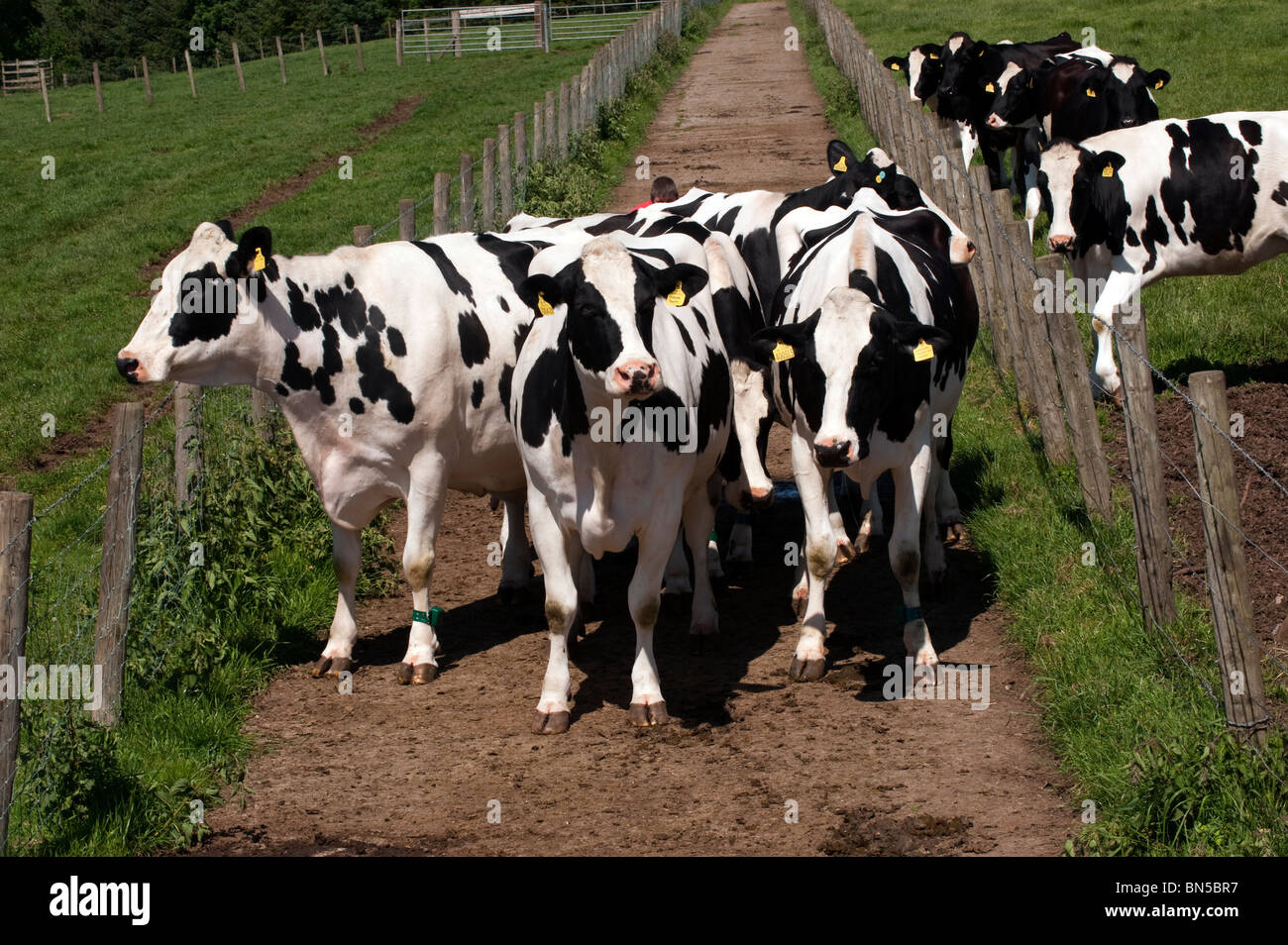 Cattle track hi-res stock photography and images - Alamy