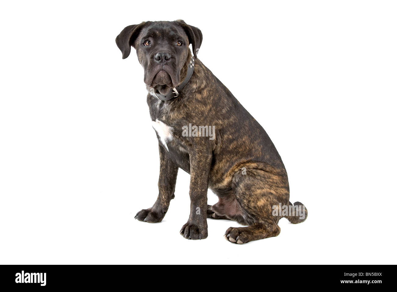 dog in front of a white background Stock Photo - Alamy