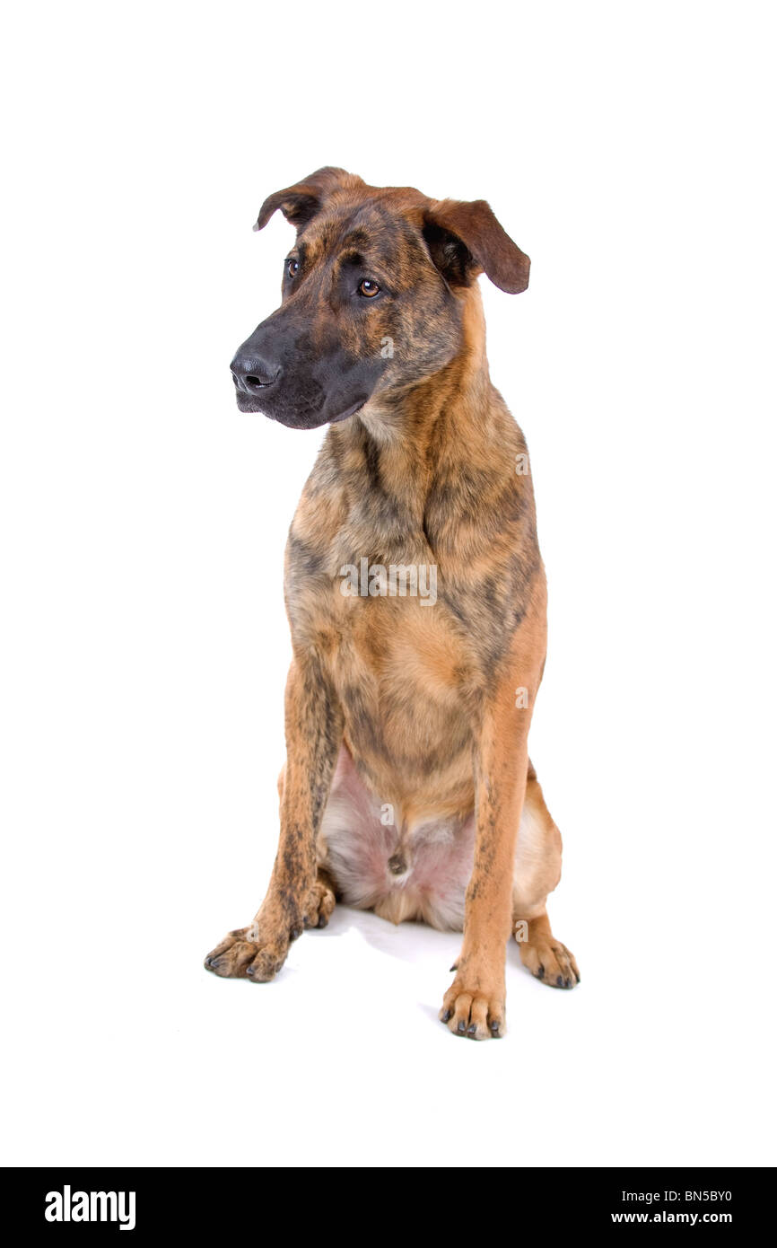 mixed breed dog isolated Stock Photo - Alamy