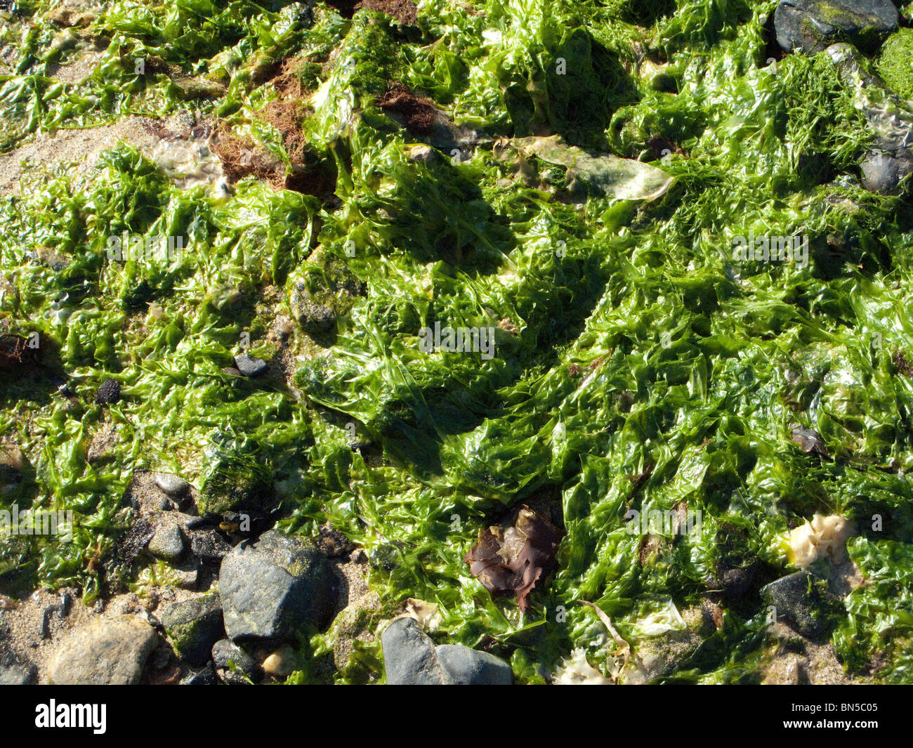 Seaweed rocks hi-res stock photography and images - Alamy