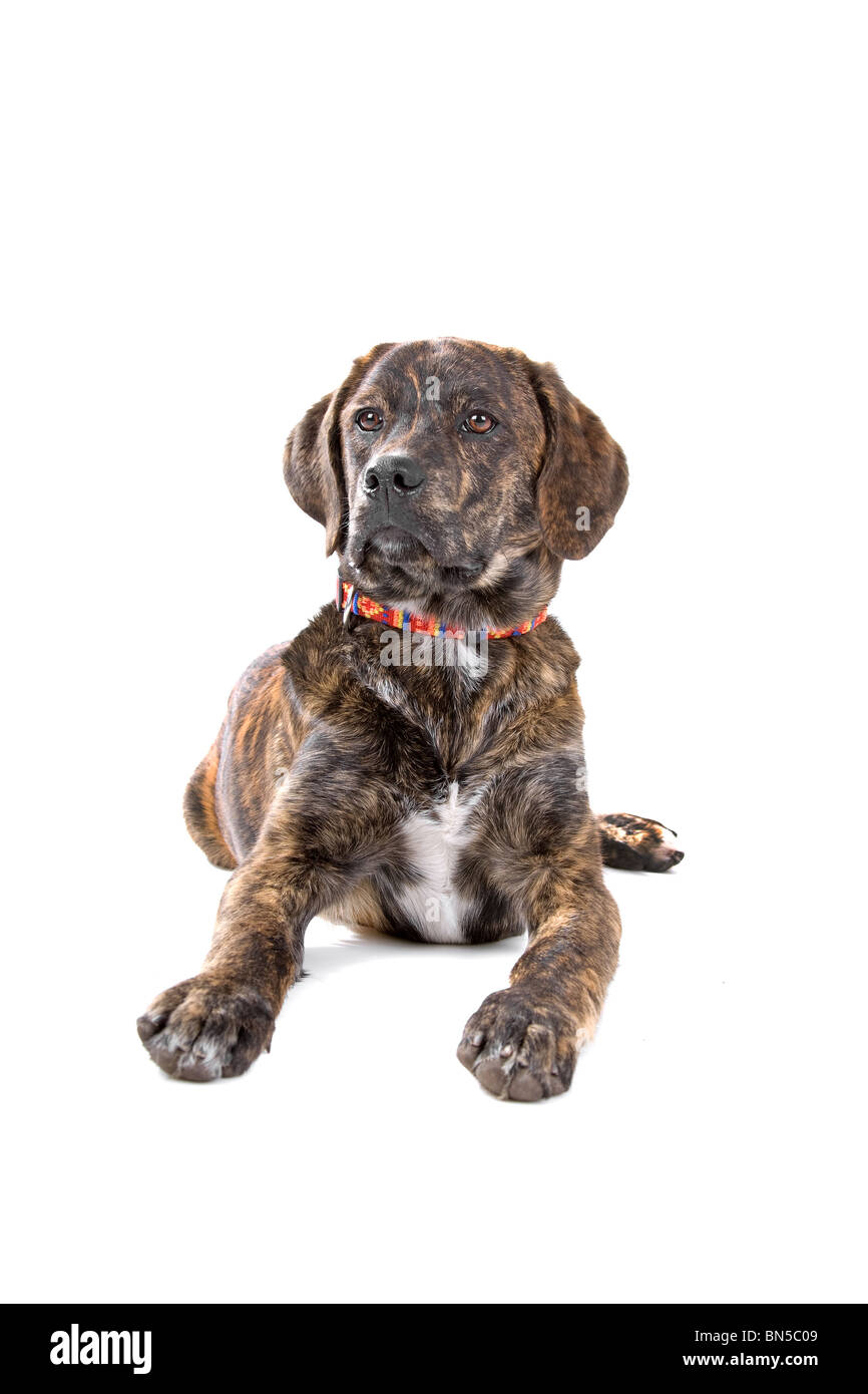 mixed breed dog isolated Stock Photo - Alamy
