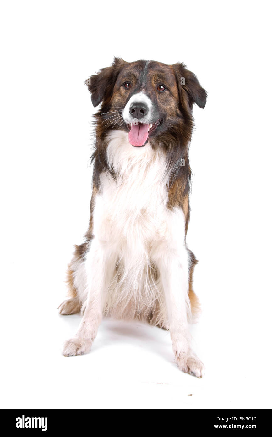 Border collie sheepdog isolated on a white background Stock Photo - Alamy