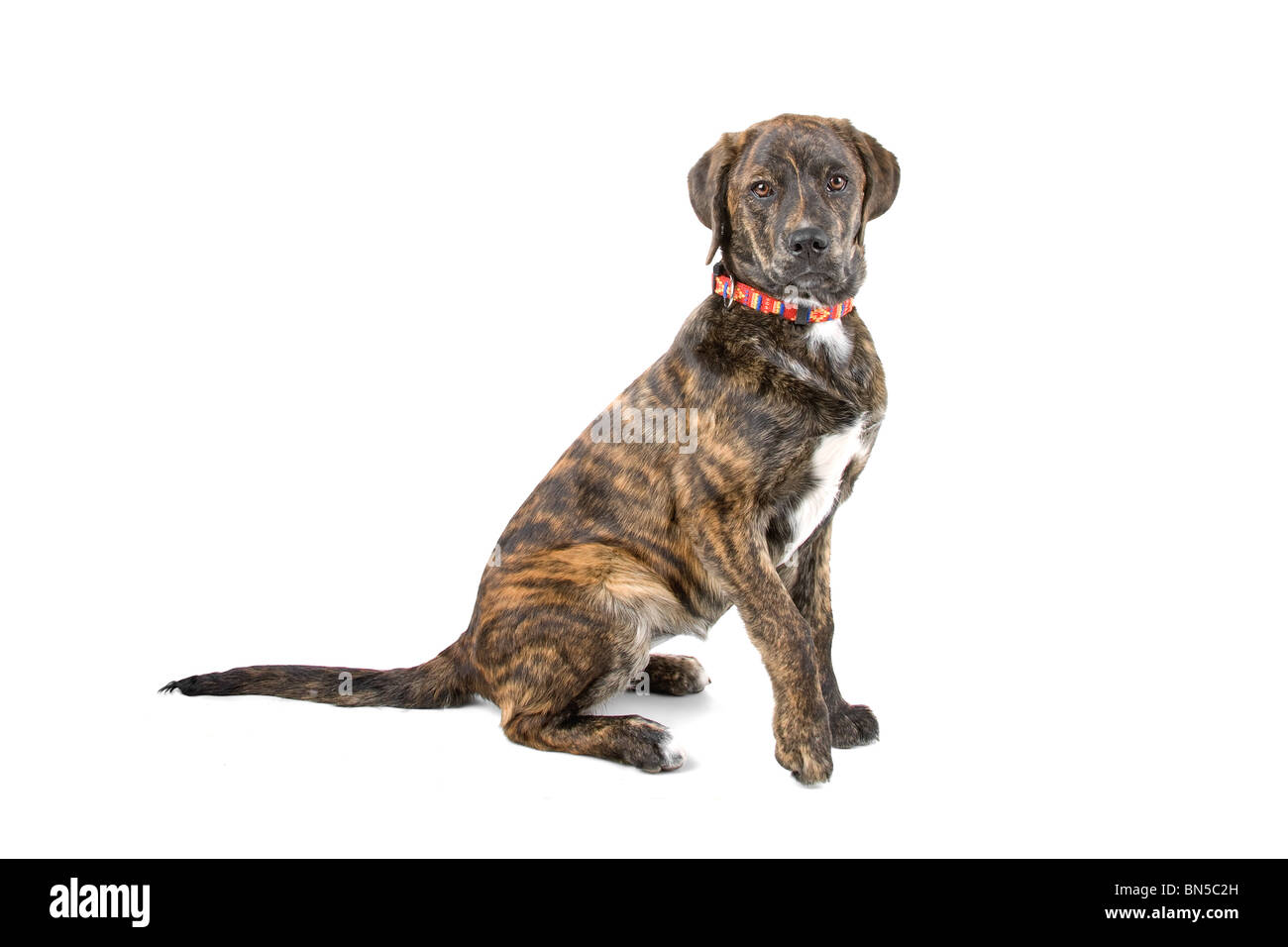 mixed breed dog isolated Stock Photo - Alamy