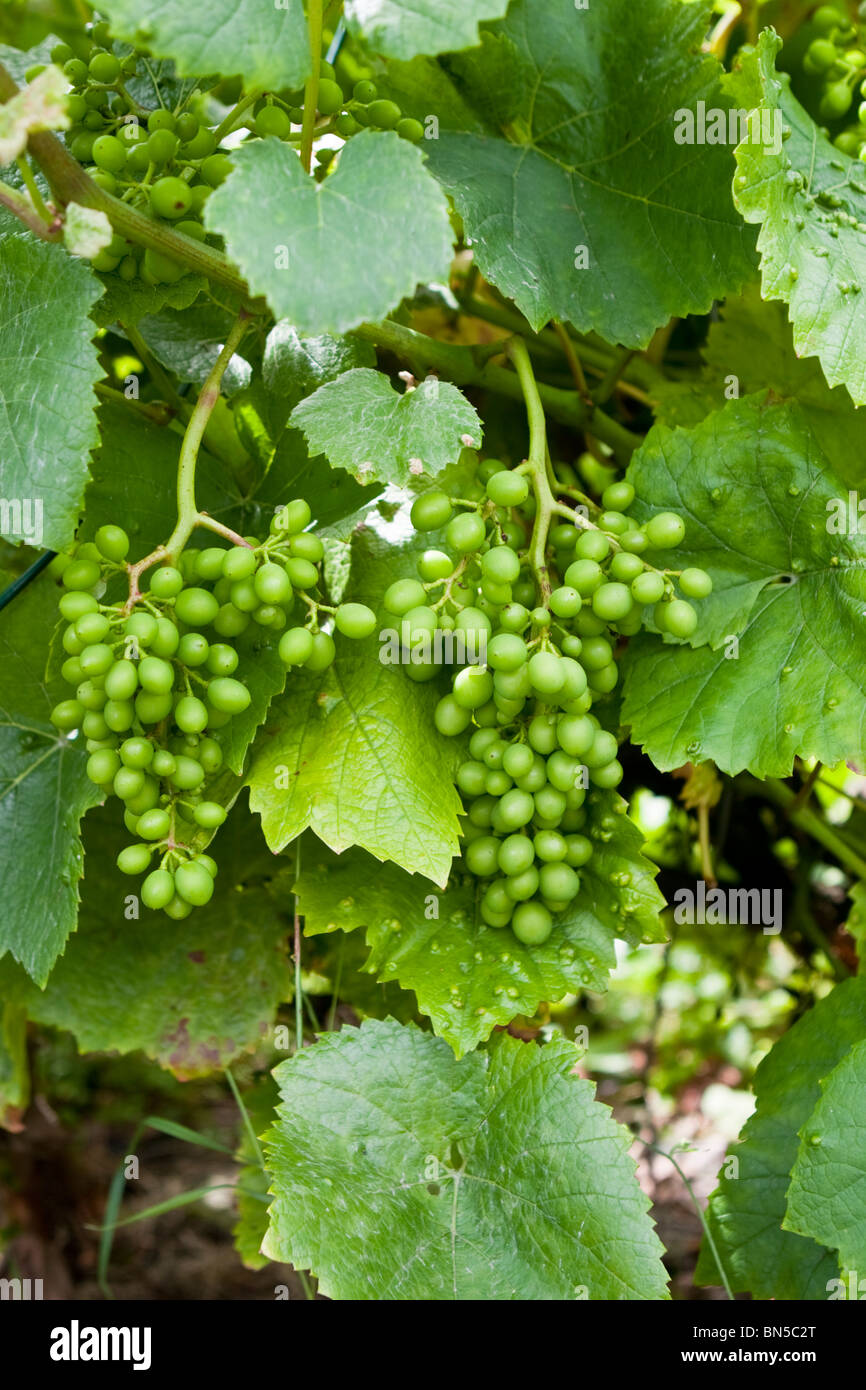 Grapes on vine Stock Photo - Alamy