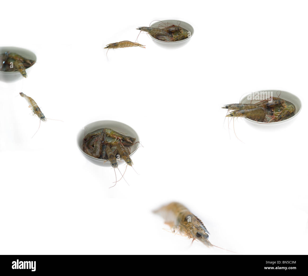 raw fresh alive shrimps escaping from four bowls over white background ...