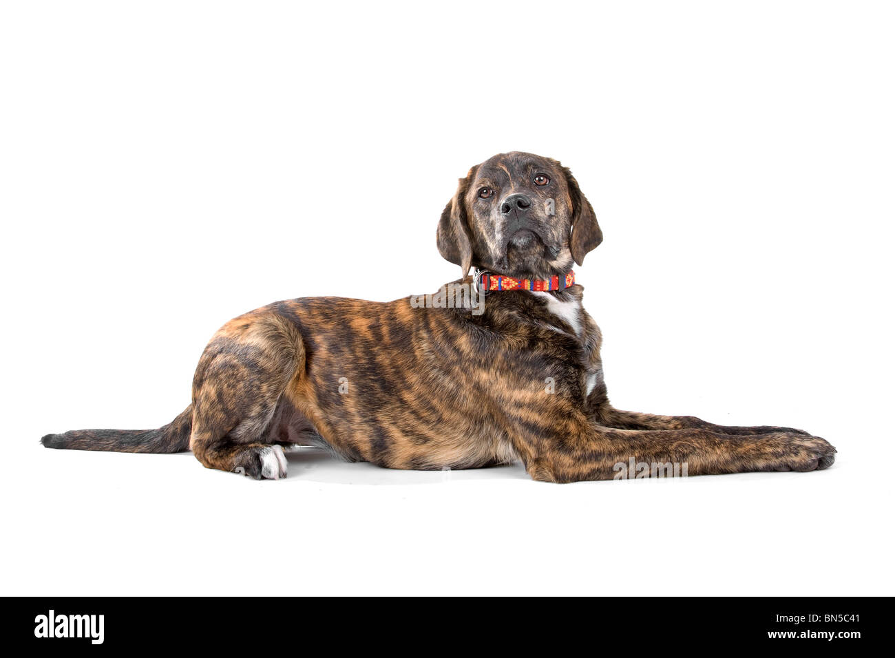 mixed breed dog isolated Stock Photo - Alamy