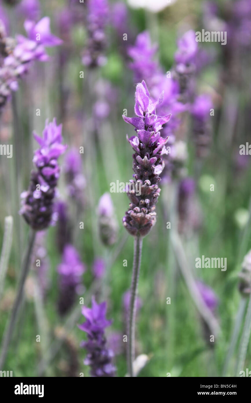 Lavender flowers close up Stock Photo - Alamy
