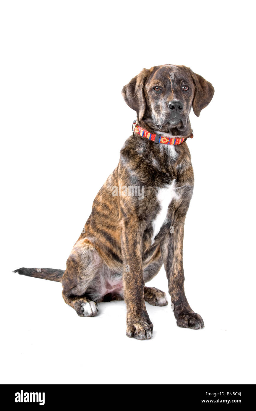 mixed breed dog isolated Stock Photo - Alamy