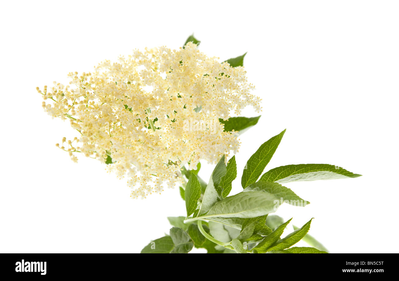 European elder hi-res stock photography and images - Alamy