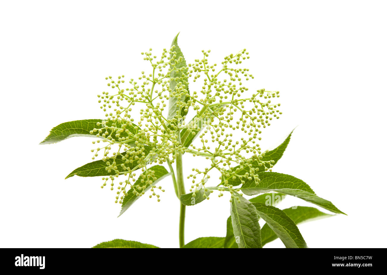 European elder hi-res stock photography and images - Alamy