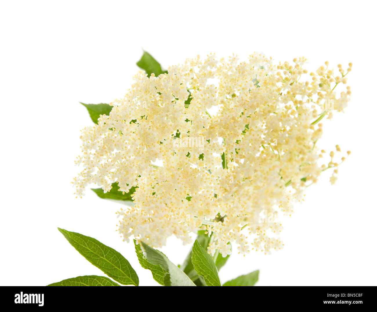 Sambucus nigra; (Black Elder; European Elder; European Elderberry ...