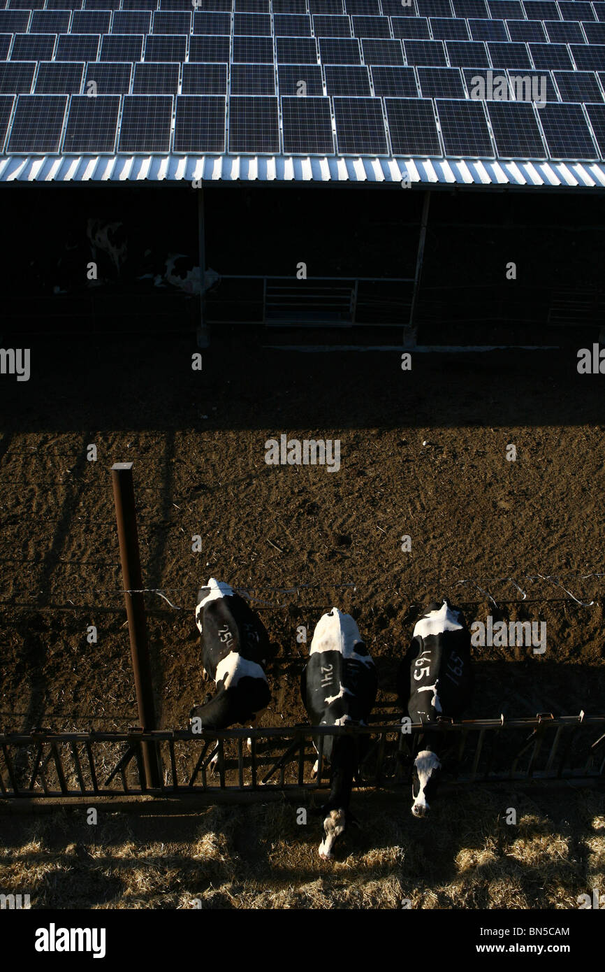 Solar panels on top of a cowshed in a dairy farm Stock Photo - Alamy