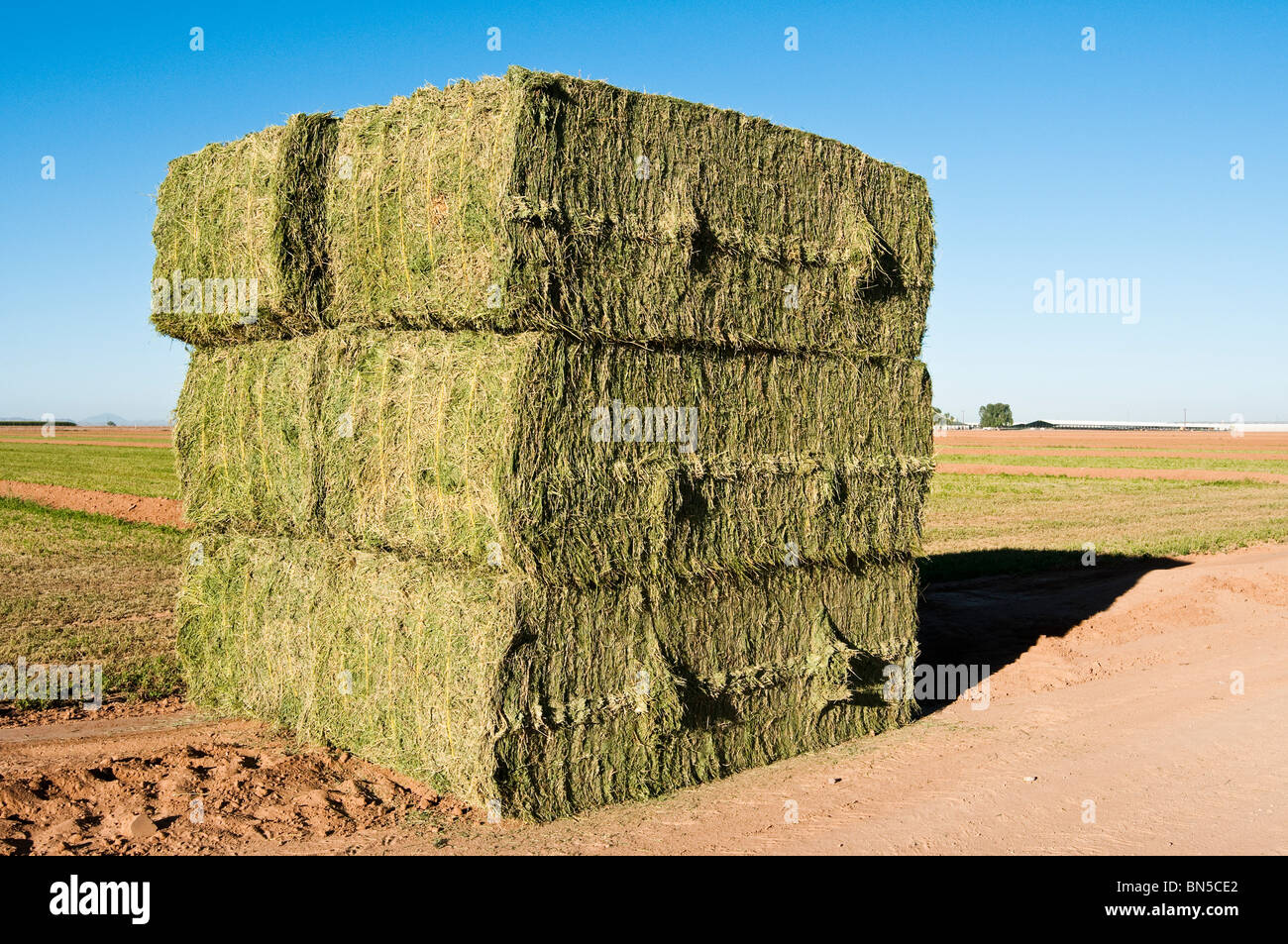 six string alfalfa hay bales stacked beside the freshly cut field with ...