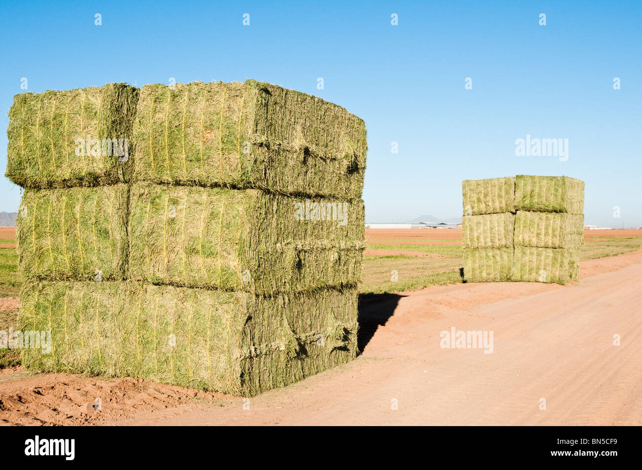 six string alfalfa hay bales stacked beside the freshly cut field with ...